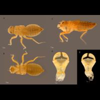 The Biodiversity of Singapore