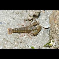 The Biodiversity of Singapore