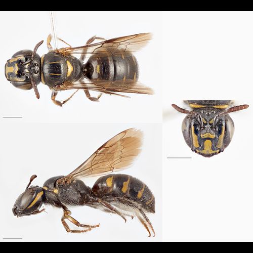 The Biodiversity of Singapore