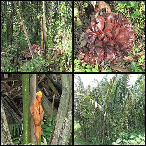 The Biodiversity of Singapore