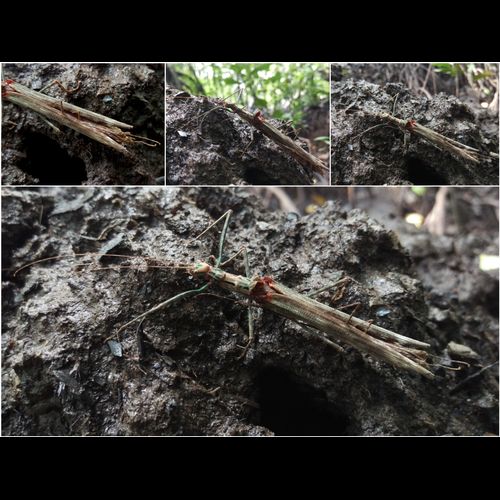 The Biodiversity of Singapore