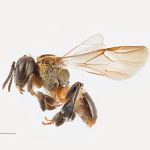 The Biodiversity of Singapore